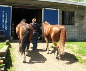 23 Horseback Riding in NEW YORK (Swift, Quick, & Dashing)